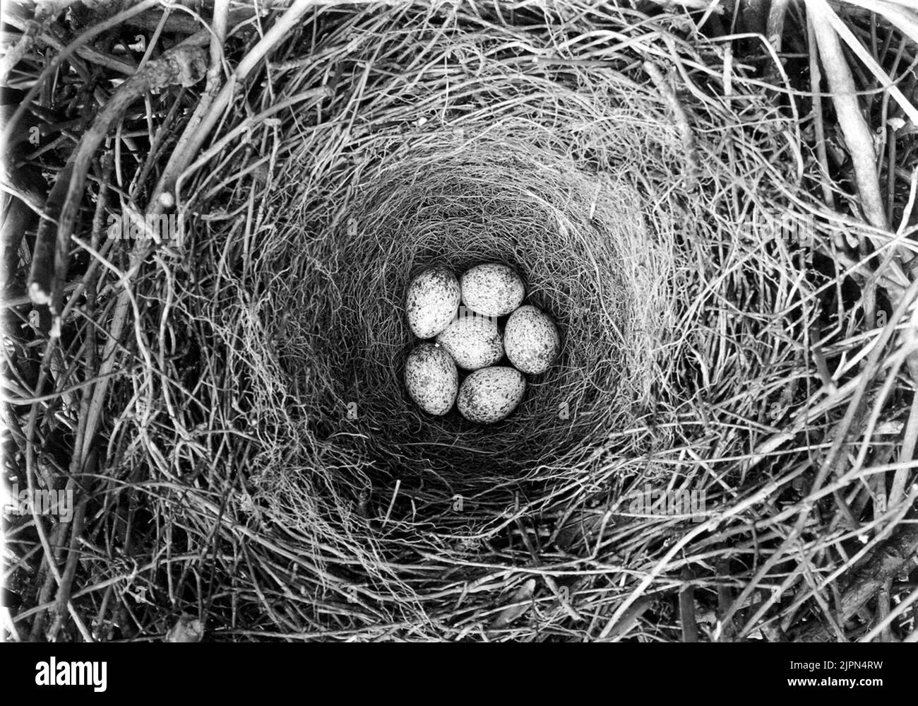 Bird nest, skata, pic caudata. Photographed on April 25, 1921 Fågelbo ...