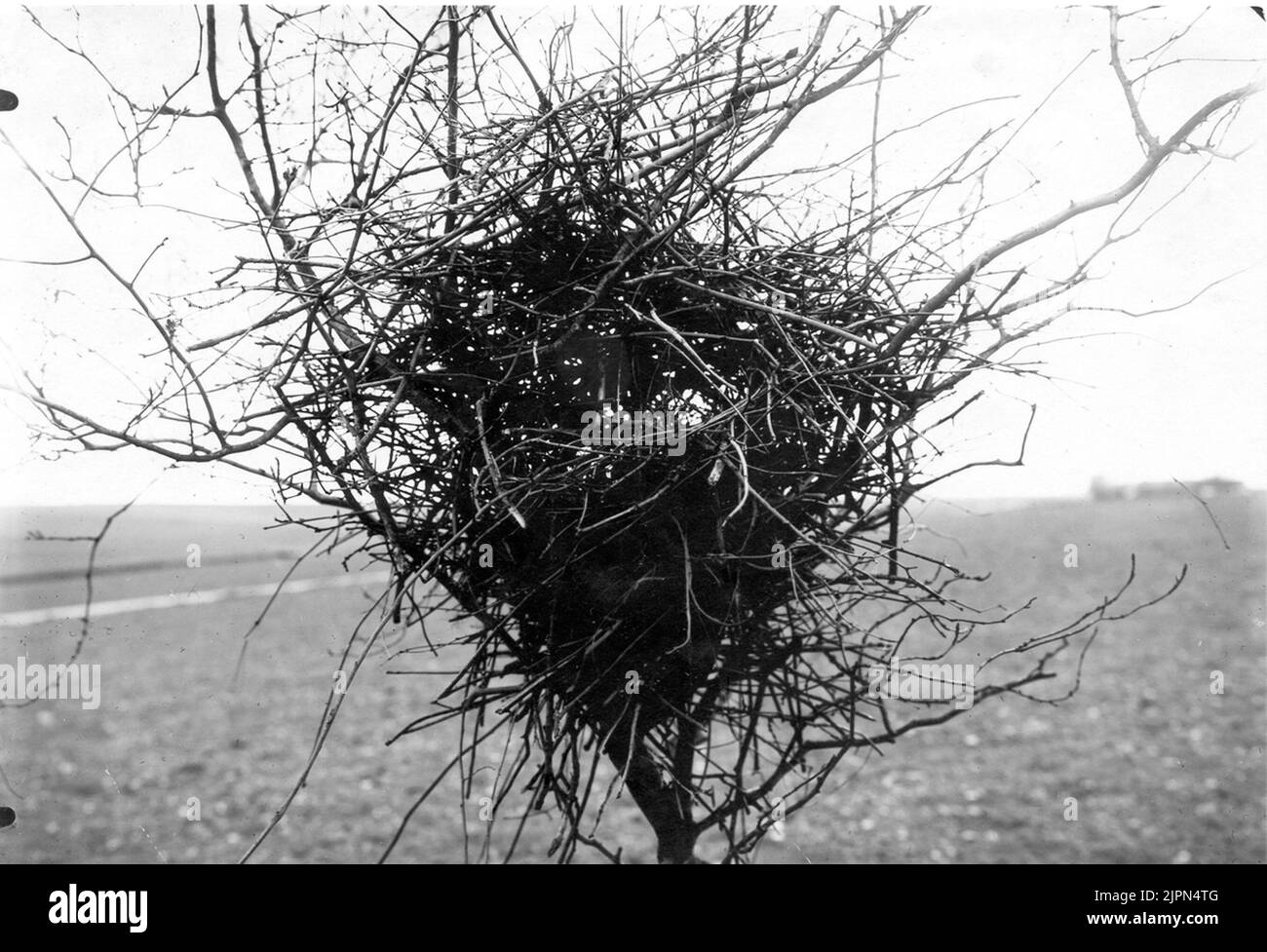 Bird nest, skata, pic caudata. Photographed on April 19, 1921 Fågelbo ...