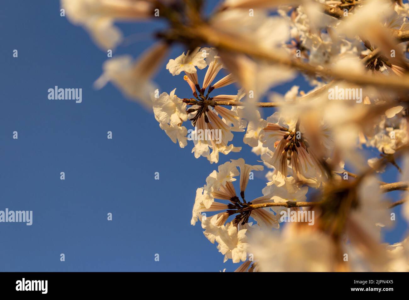 Goiânia, Goias, Brazil – August 18, 2022: Detail of a flowering white ...