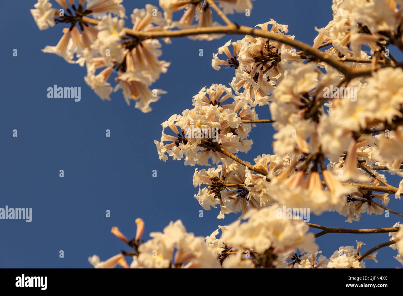 Goiânia, Goias, Brazil – August 18, 2022: Detail of a flowering white ...