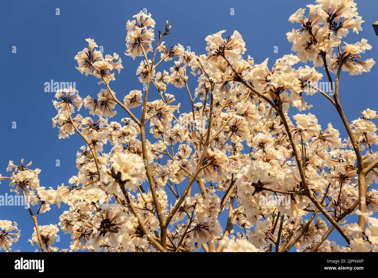 Goiânia, Goias, Brazil – August 18, 2022: Detail of a flowering white ...