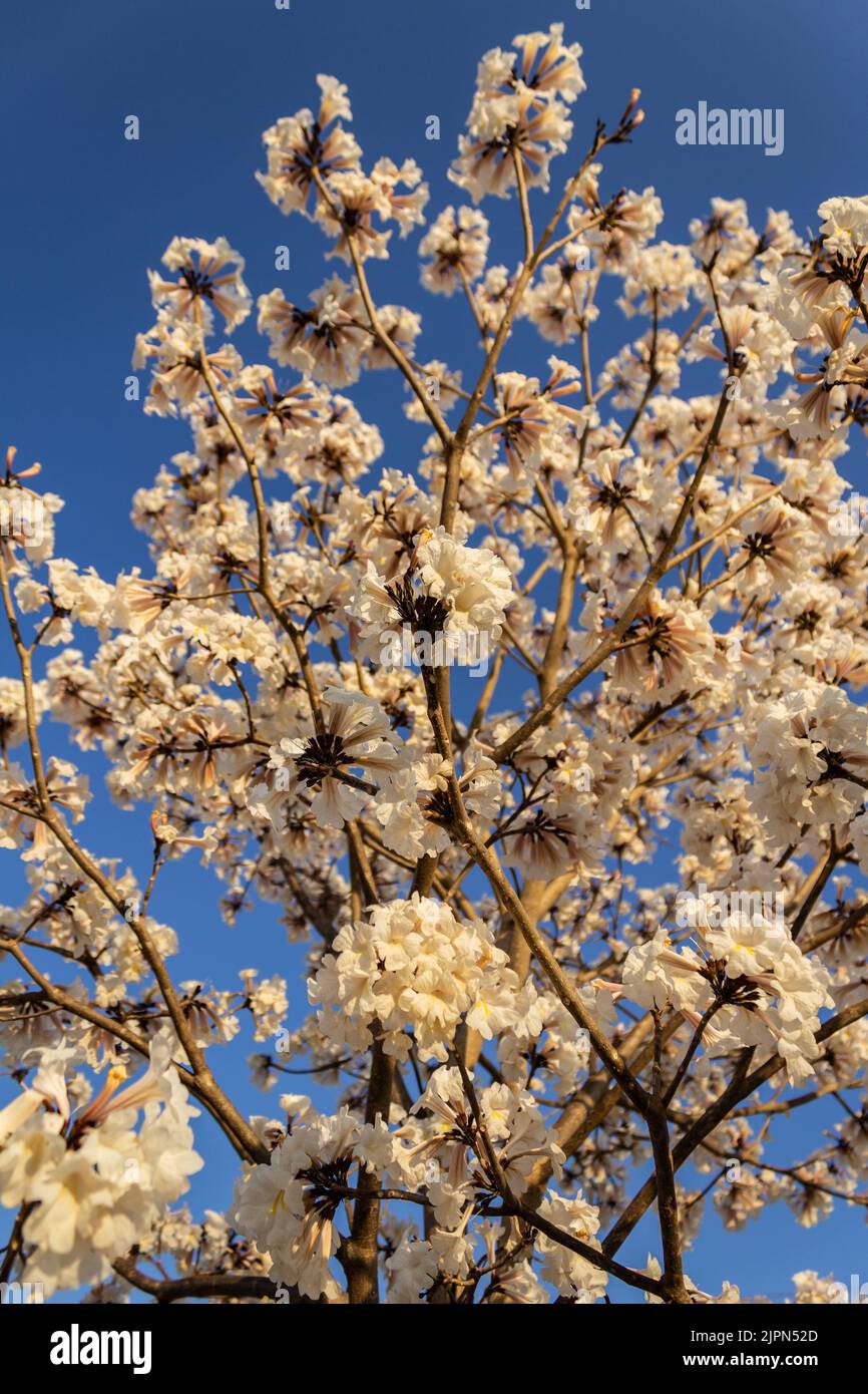 Goiânia, Goias, Brazil – August 18, 2022: Detail of a flowering white ...