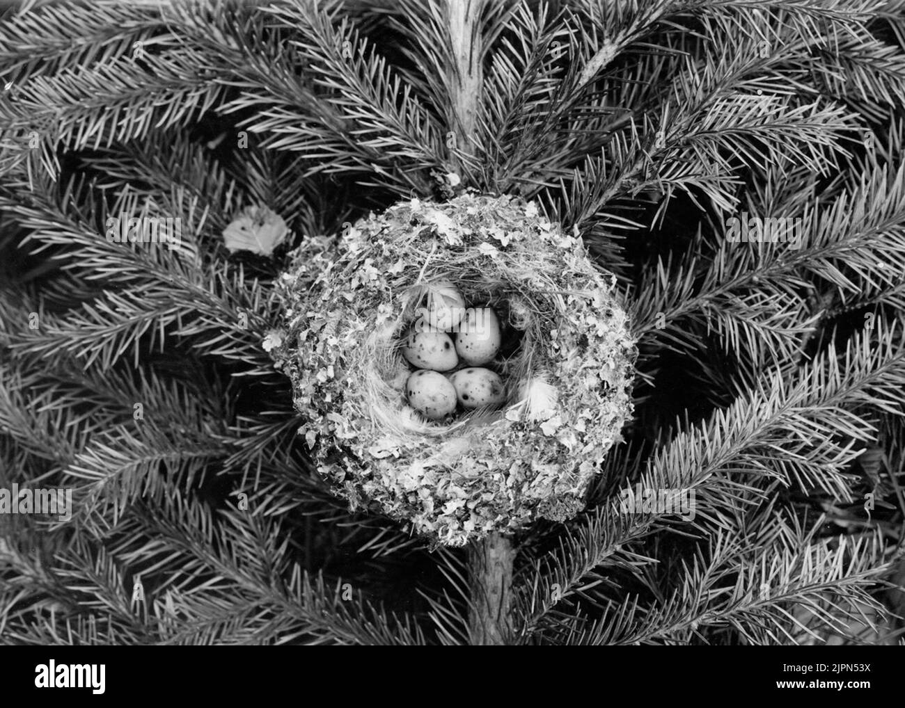 Stay by Bofink Fringilla Colebs Torup, 14/5- 1912 Skåne Bo av bofink ...