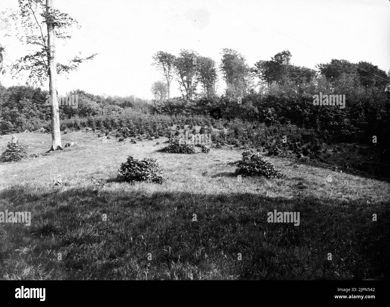 Biotope for Hampling, Aceathis Cannabinahvar? May 28, 1917 (bushes ...
