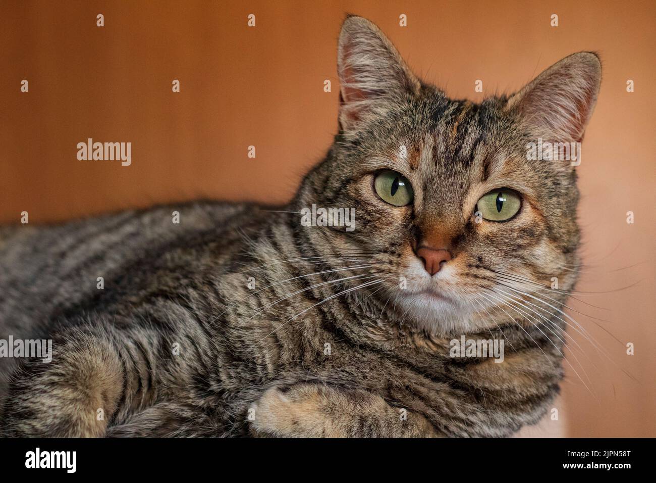 Gris pardo hi-res stock photography and images - Alamy