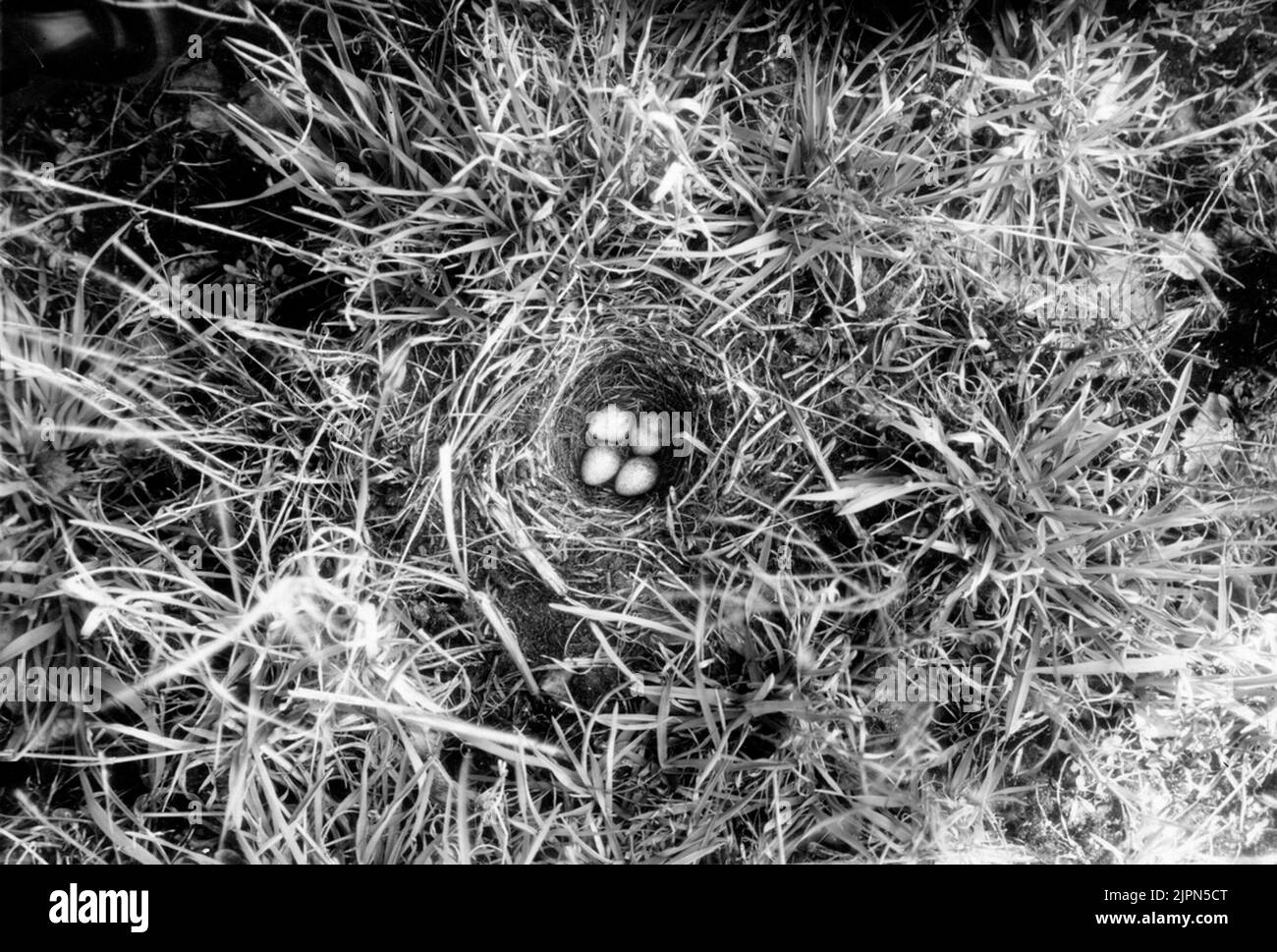 Tree Learch (Lullula Arborea) May 12, 1917 Trädlärka(Lullula arborea ...