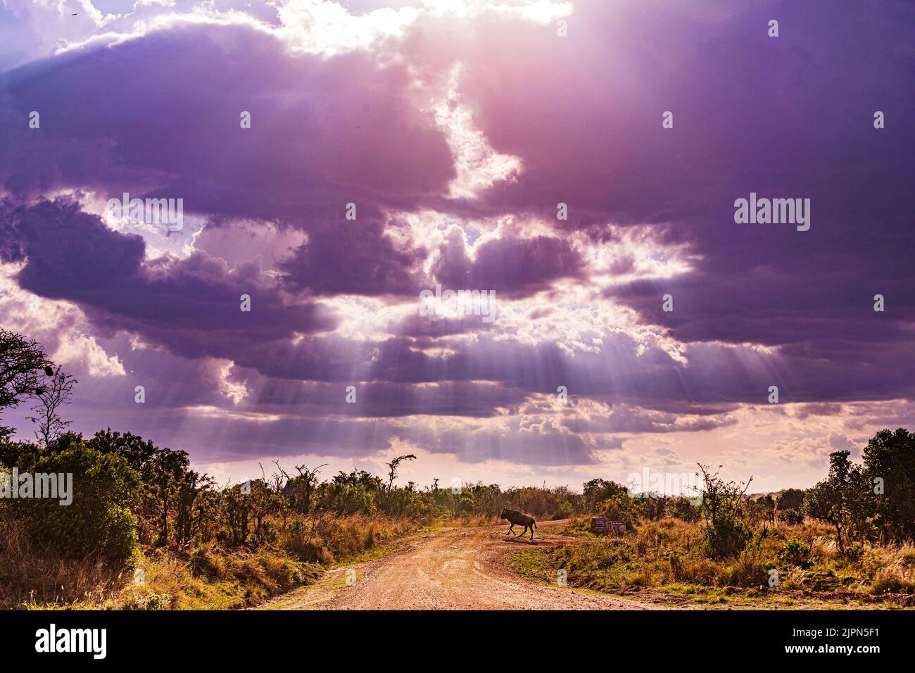 Wildebeest, also called gnu, are antelopes of the genus Connochaetes ...