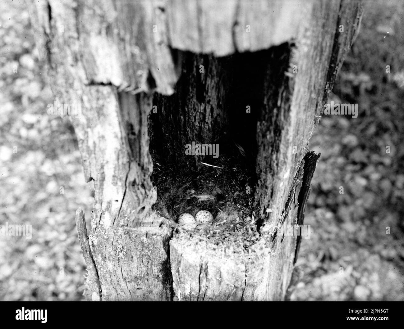 Stay by Tofsmes, Parus Cristatus. May 14, 1911. In tree stump Bo av ...