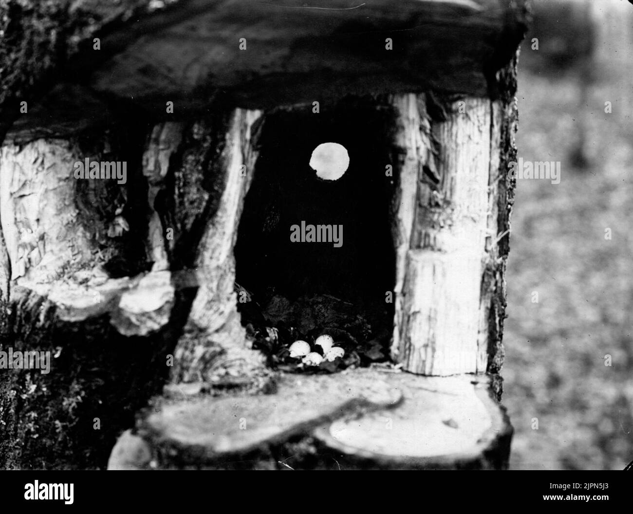 European species document hi-res stock photography and images - Alamy
