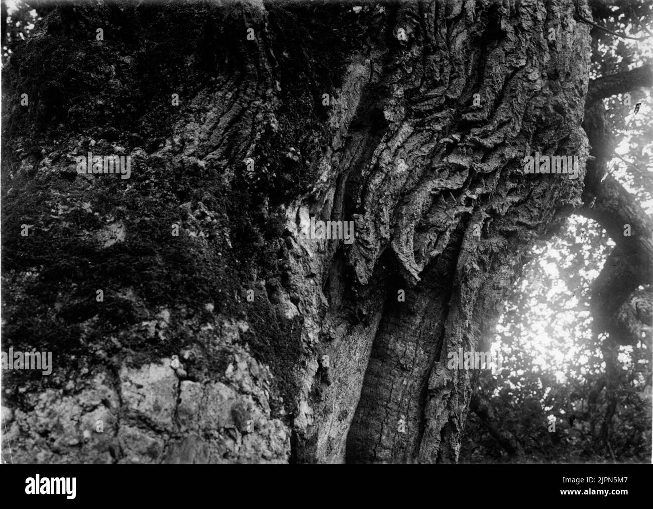 Settlement for tree crawler, Certhia b. Familiaris, the nest inside the ...