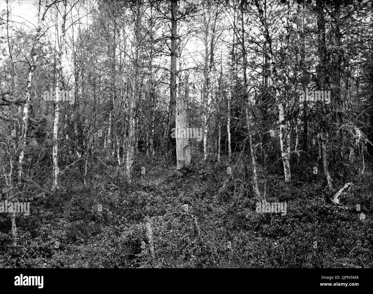 Settlement for Tofsmes, Parus Cristatus, May 10, 1913. Stay in Stubben ...