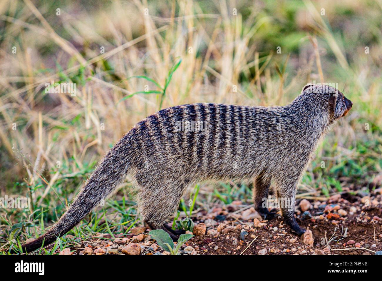 mongoose is a small terrestrial carnivorous mammal belonging to the ...