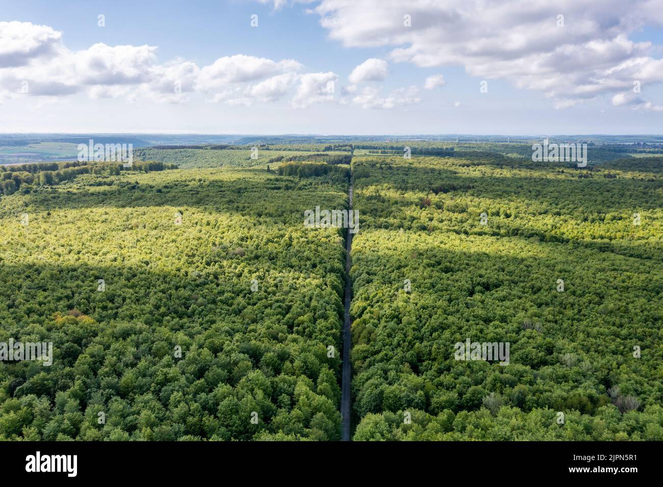 France, Seine Maritime, Dancourt, Eu forest, beeches forest, European ...