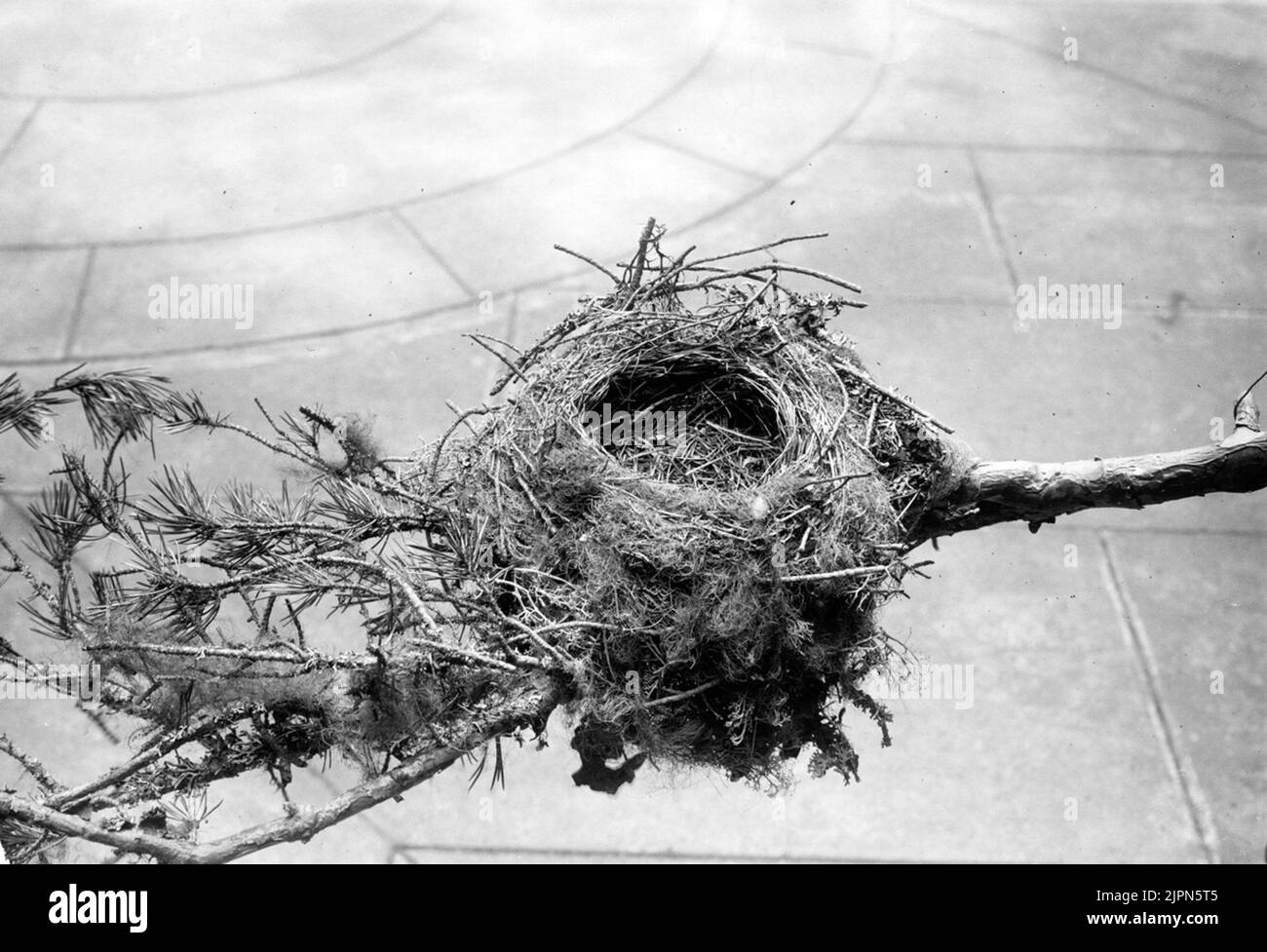 Settlement for double thrust, turdus viscivorus Boplats för dubbeltrast ...