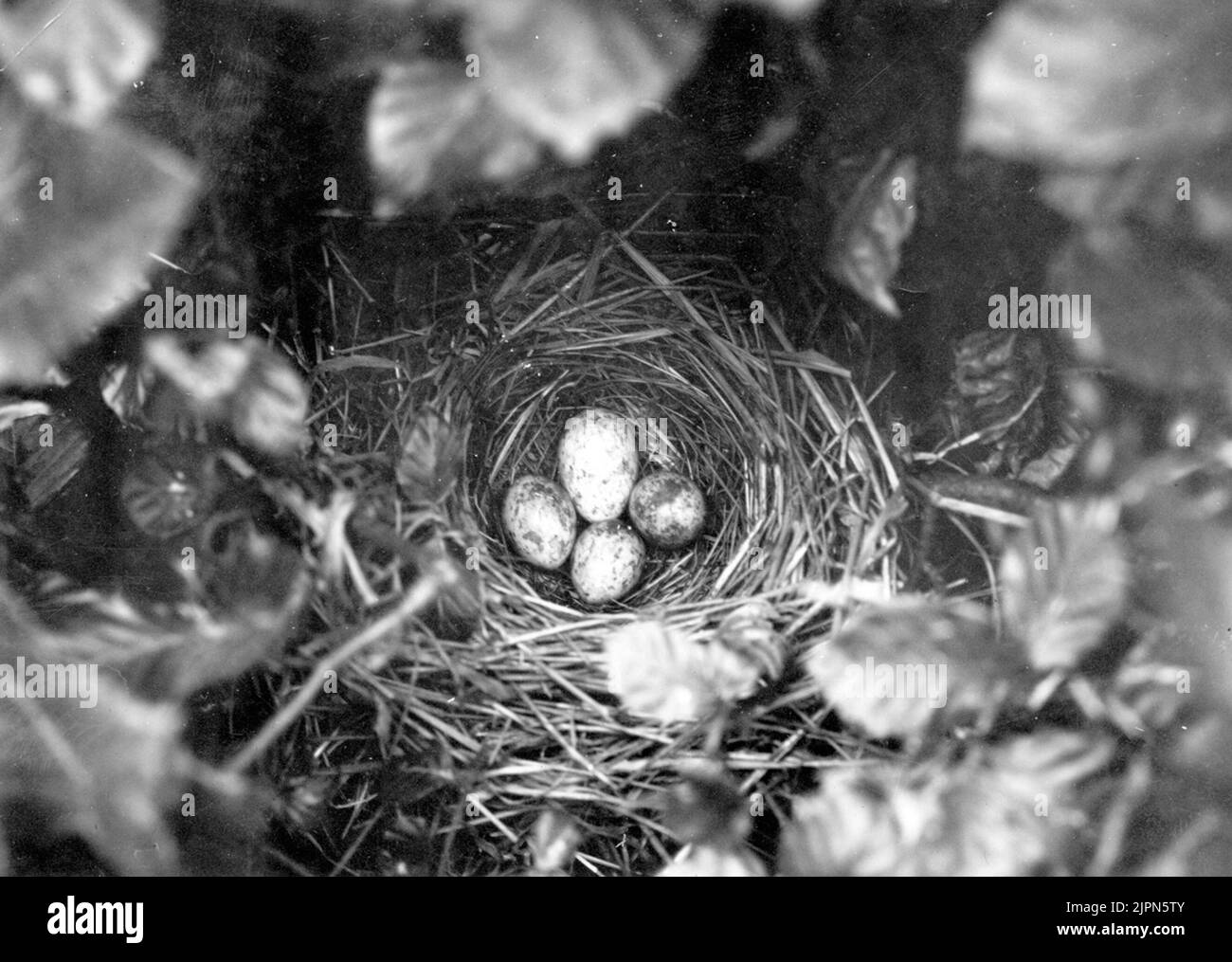 Summer june garden Black and White Stock Photos & Images - Alamy