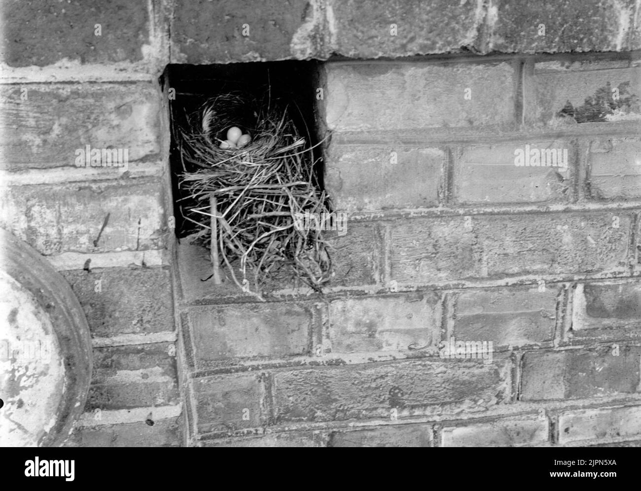 Stay of black red -tailed, Phoenicurus and Gibraltariensis, May 19 ...