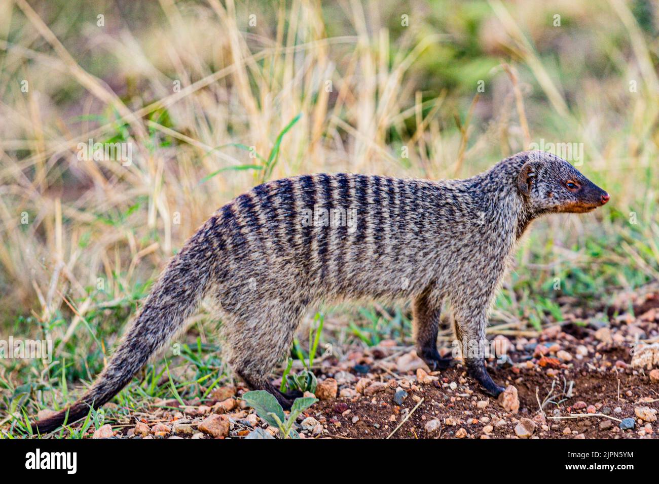 mongoose is a small terrestrial carnivorous mammal belonging to the ...