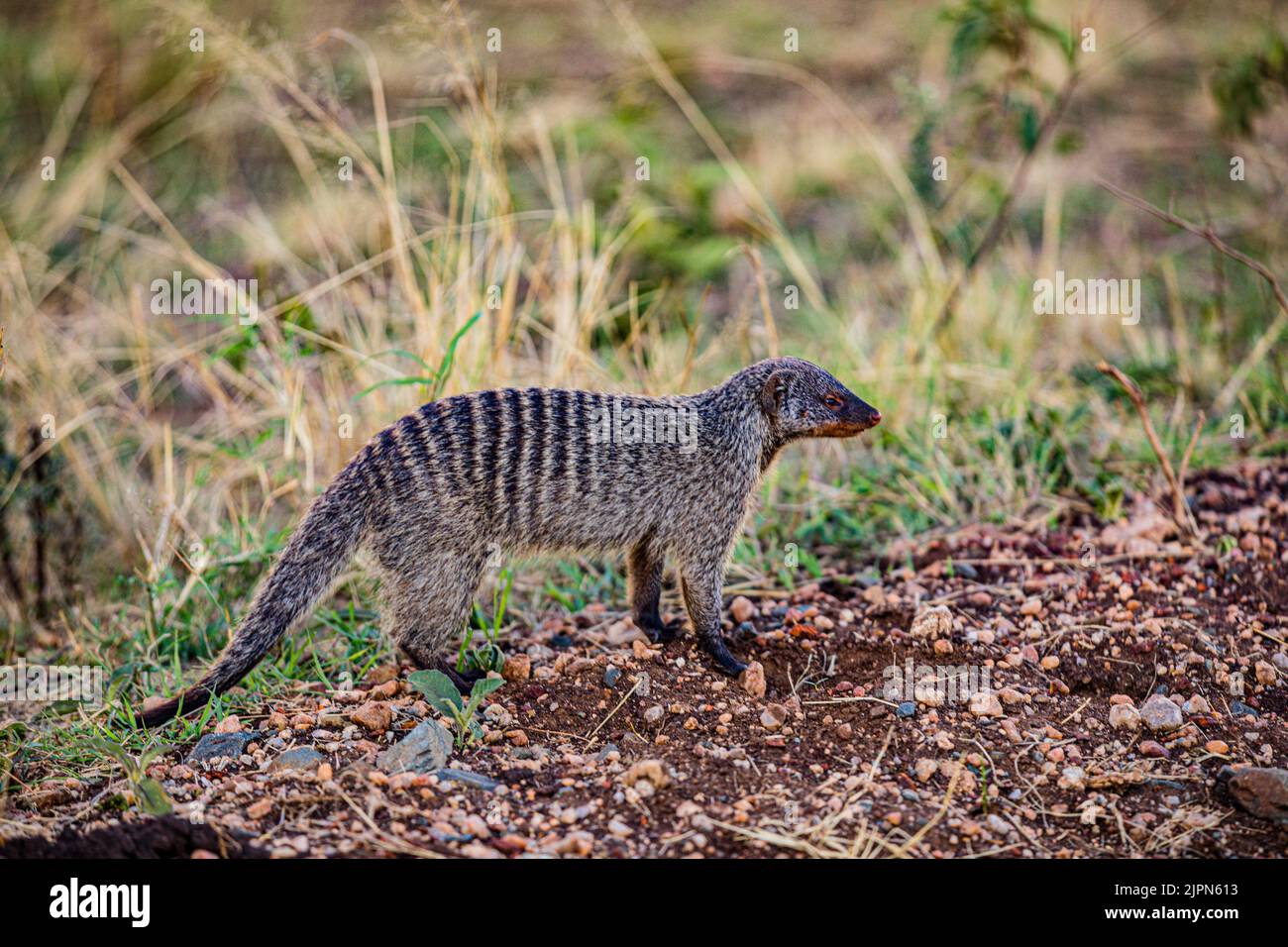 mongoose is a small terrestrial carnivorous mammal belonging to the ...