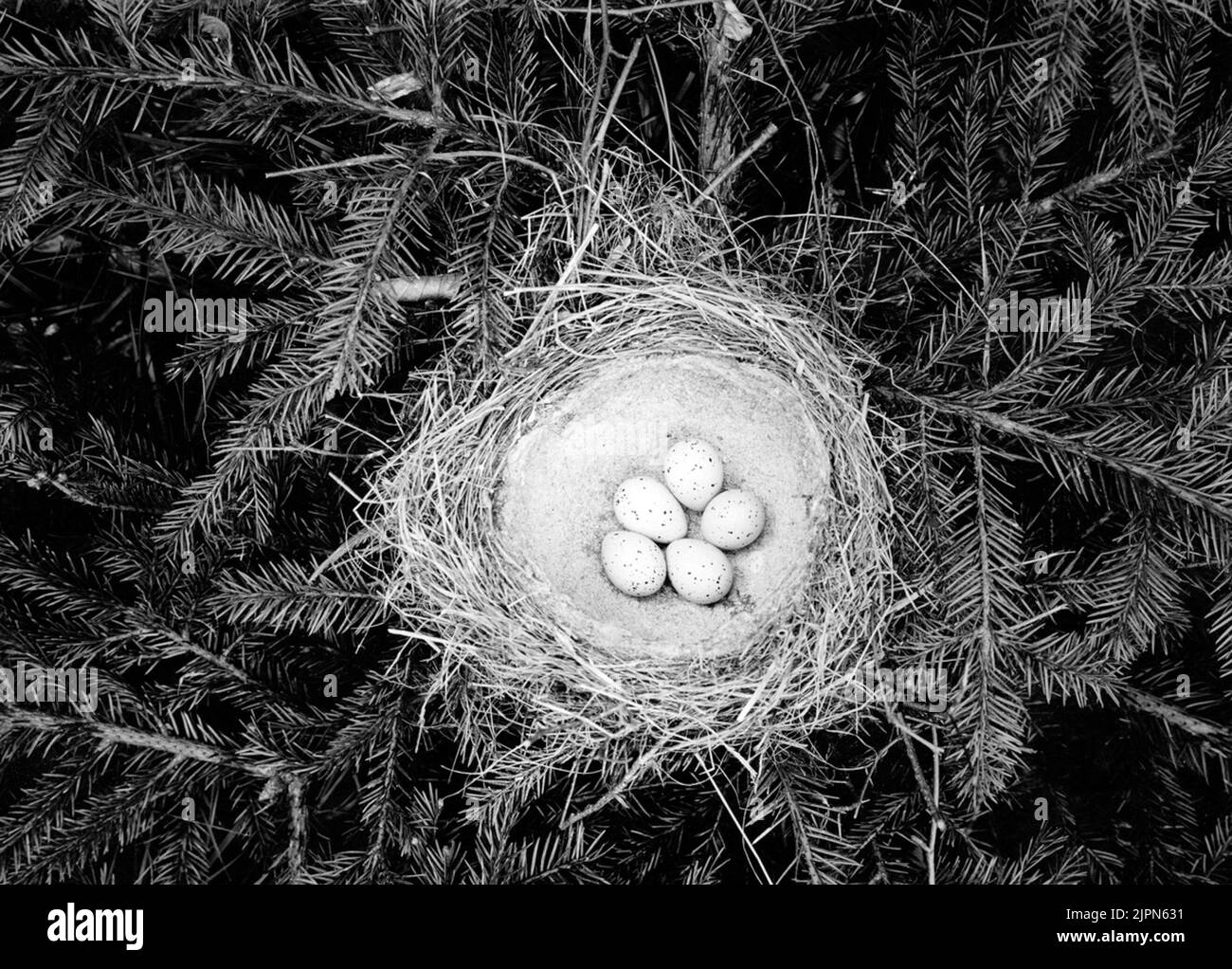 Boplats for Song Trast, Turdus Musicus, May 24, 1913 Boplats för ...