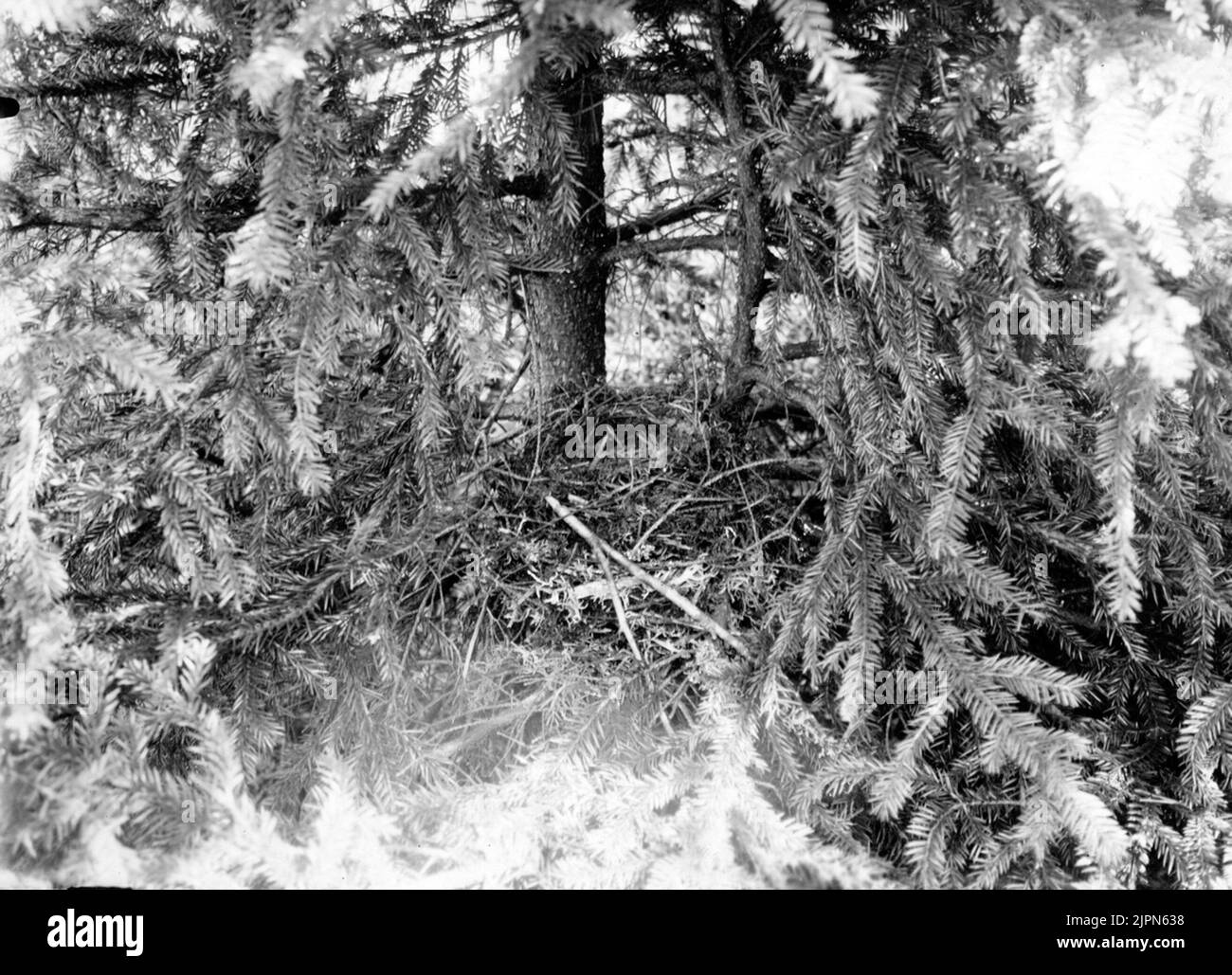Biotope for song trap, Turdus Musicus, May 28, 1909 Biotop för ...
