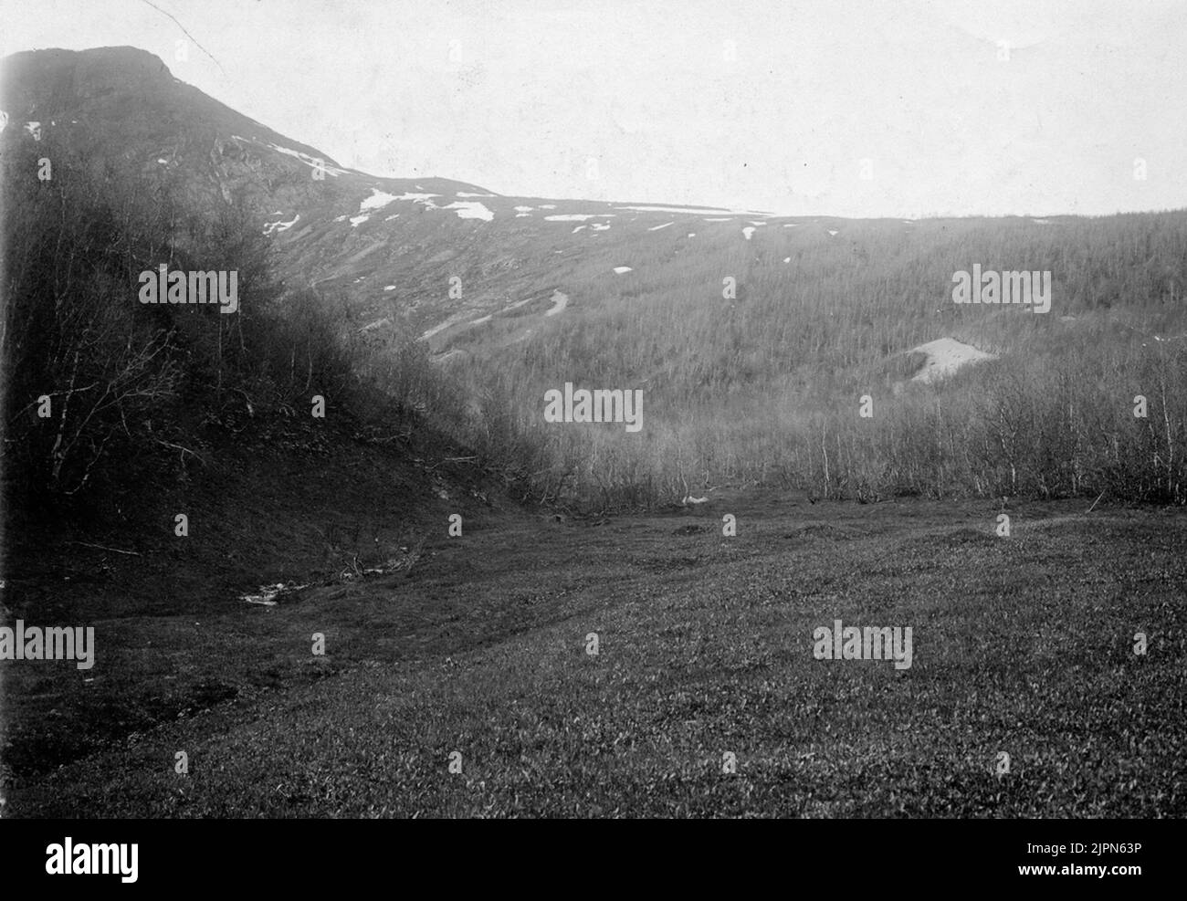 Luscinia svecica Black and White Stock Photos & Images - Alamy