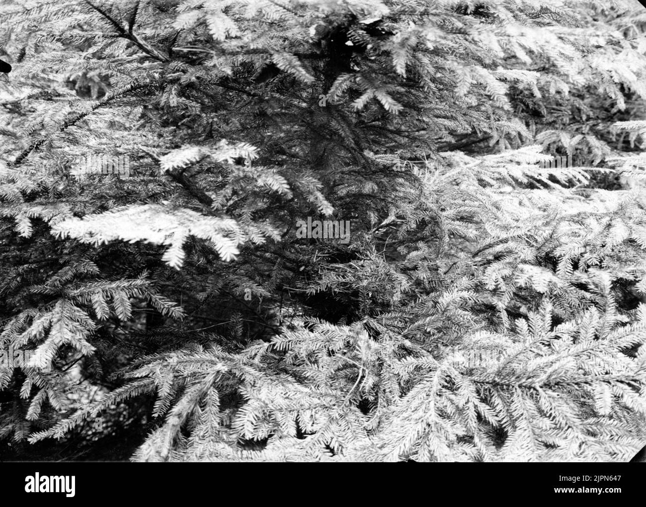 Biotope for song trap, Turdus Musicus, May 13, 1910 Biotop för ...