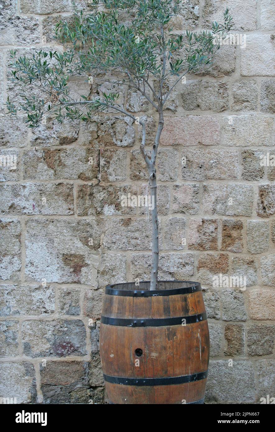 Olive Tree growing in the Barrel by the Rock Wall in Rhodes,Greece ...
