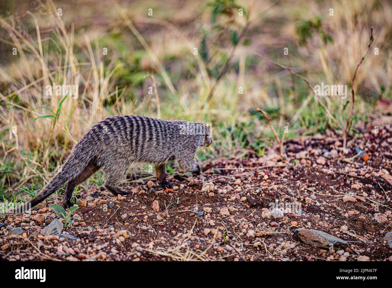 mongoose is a small terrestrial carnivorous mammal belonging to the ...