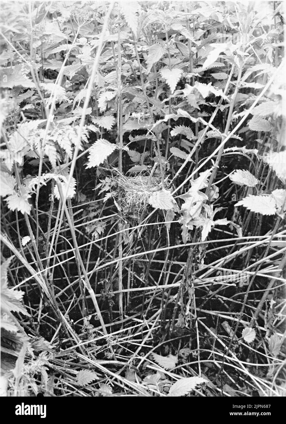 Stay by marsh singers, accipe phalustris. June 27, 1934 Bo av ...