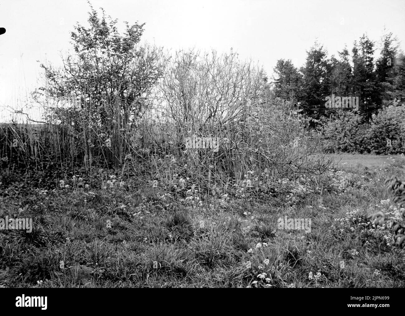 Terrain, Thorns singer, Sylvia Cinerea, Hyby May 24, 1913 Skåne Terräng ...