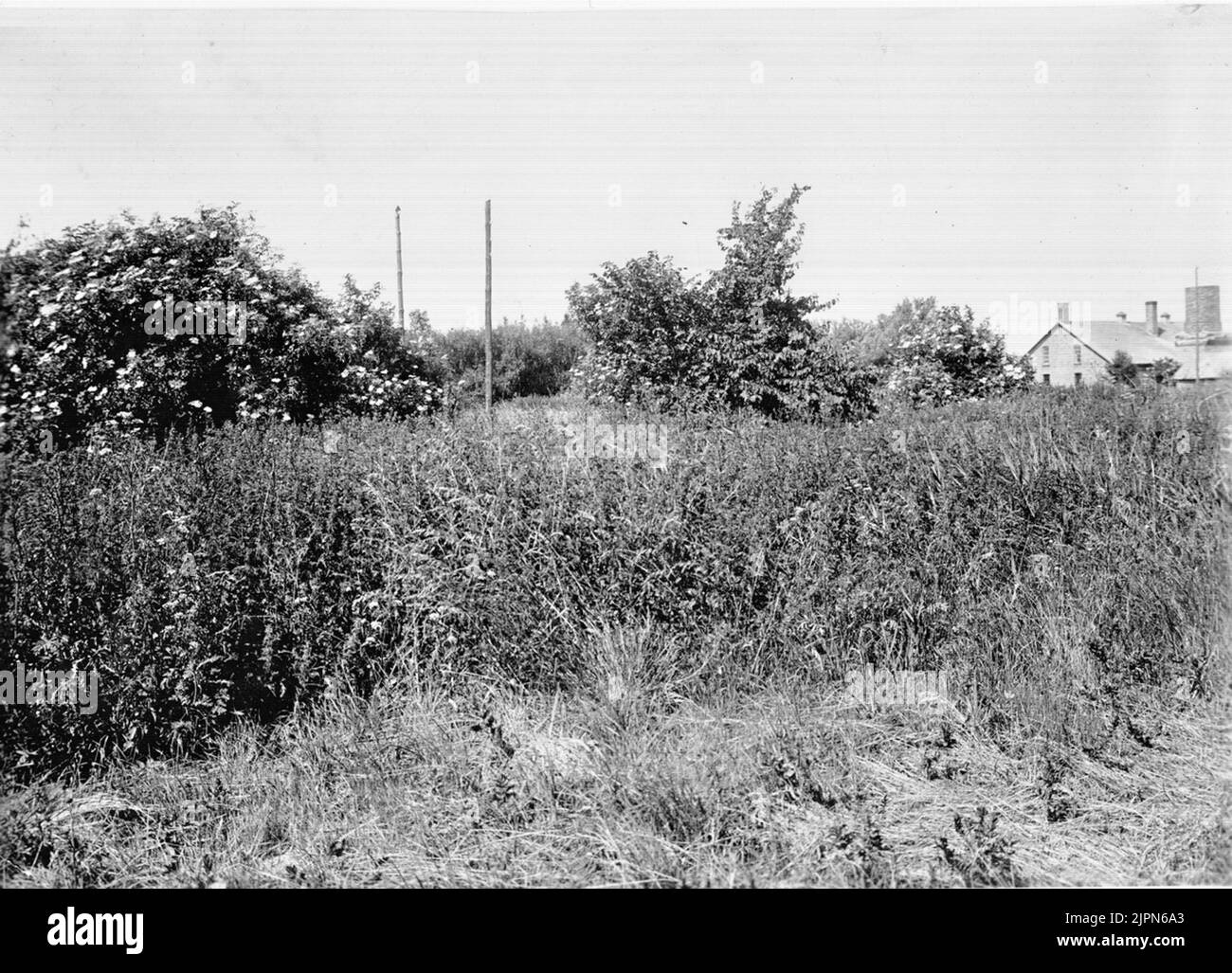 Biotope for marsh singers, Acciphalus palustris. June 29, 1934 Biotop ...