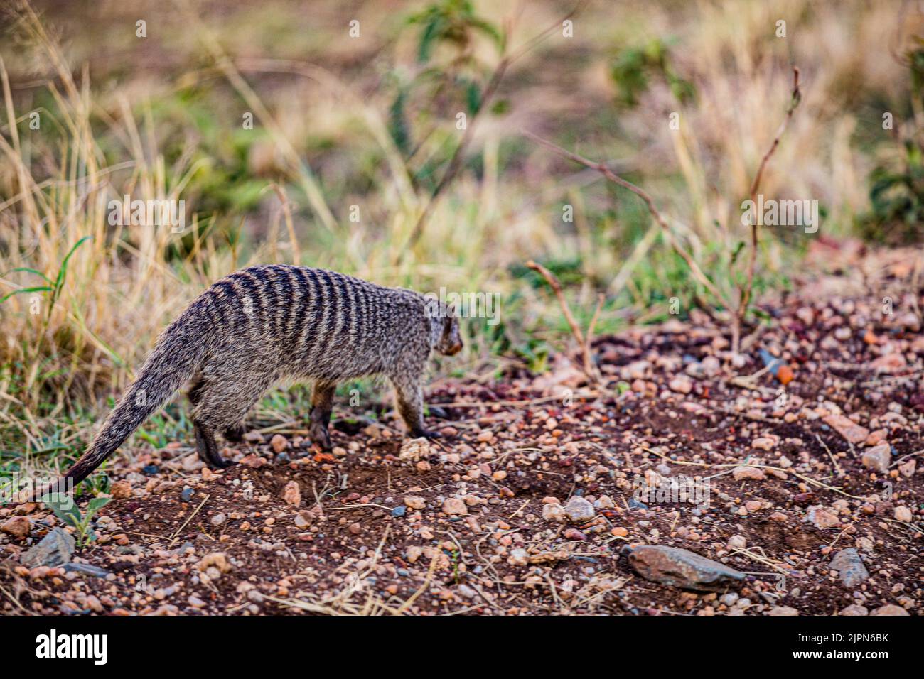 mongoose is a small terrestrial carnivorous mammal belonging to the ...