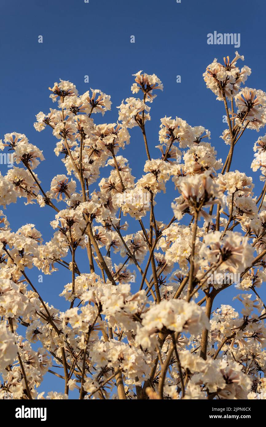 Goiânia, Goias, Brazil – August 18, 2022: Detail of a flowering white ...