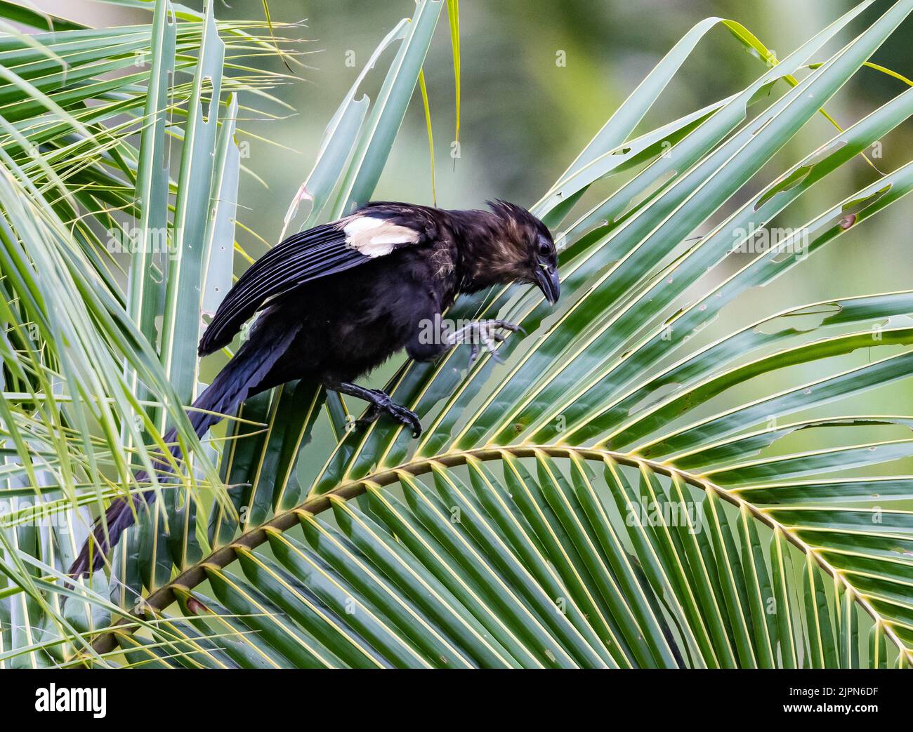 A Goliath Coucal (Centropus goliath) on a palm tree. Halmahera ...