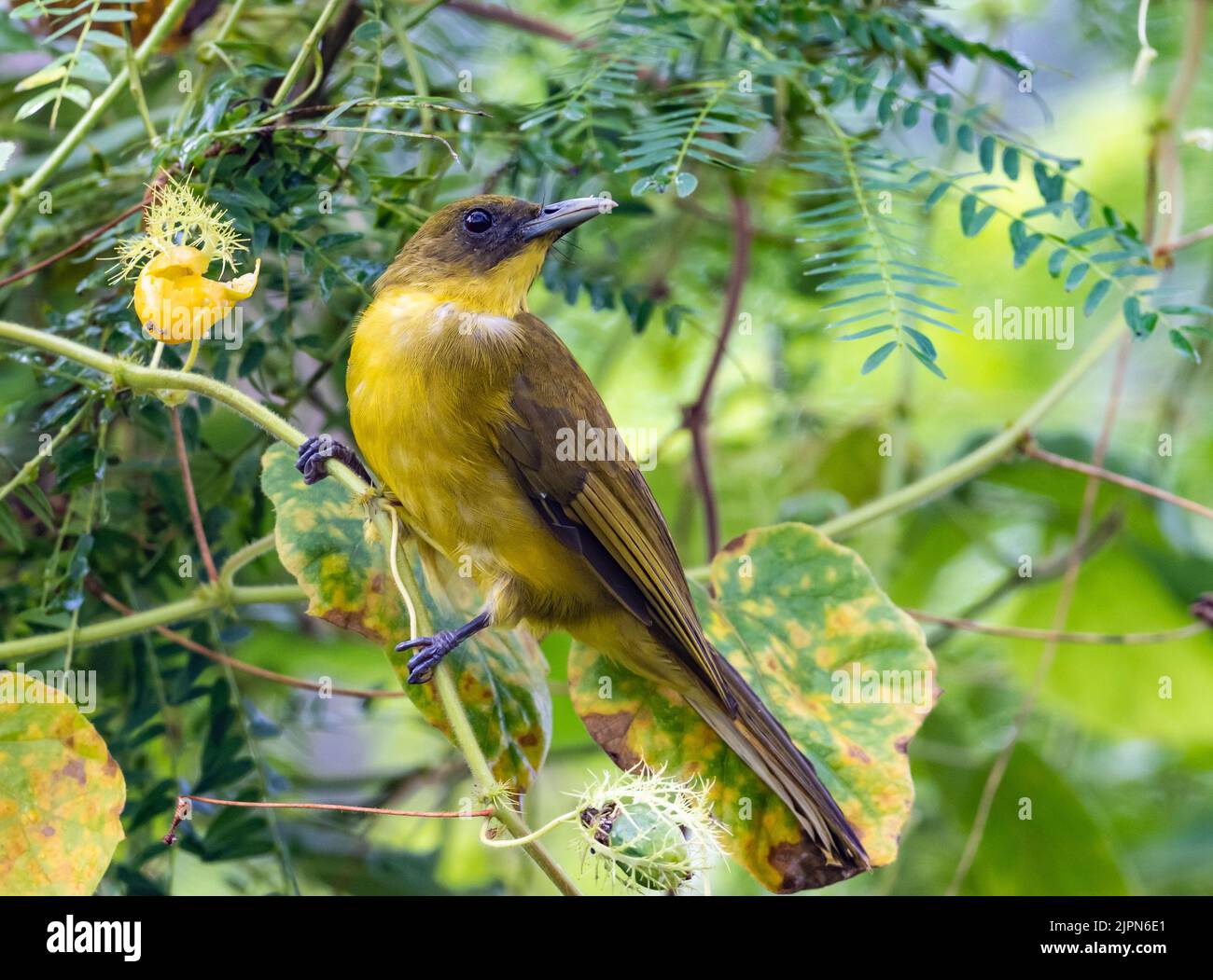 Halmahera golden bulbul hi-res stock photography and images - Alamy