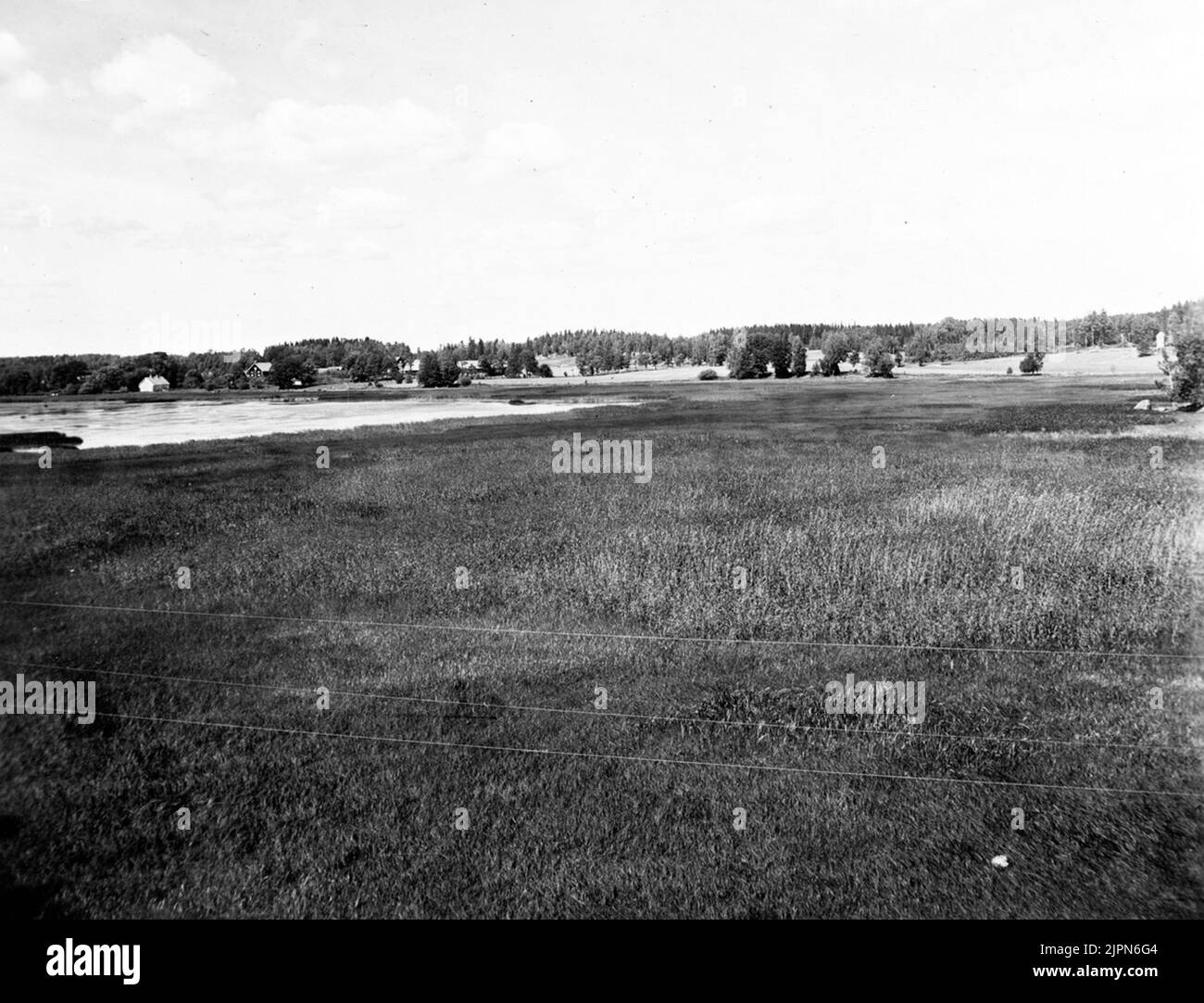 Biotope for pipe drum (botaurus) 1/7 1943 Biotop för rördrom (Botaurus ...
