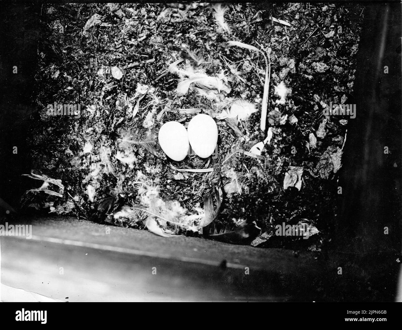 Stay off towers swallow (apus apus) in hole. 8/6-1911 Bo av tornsvala ...