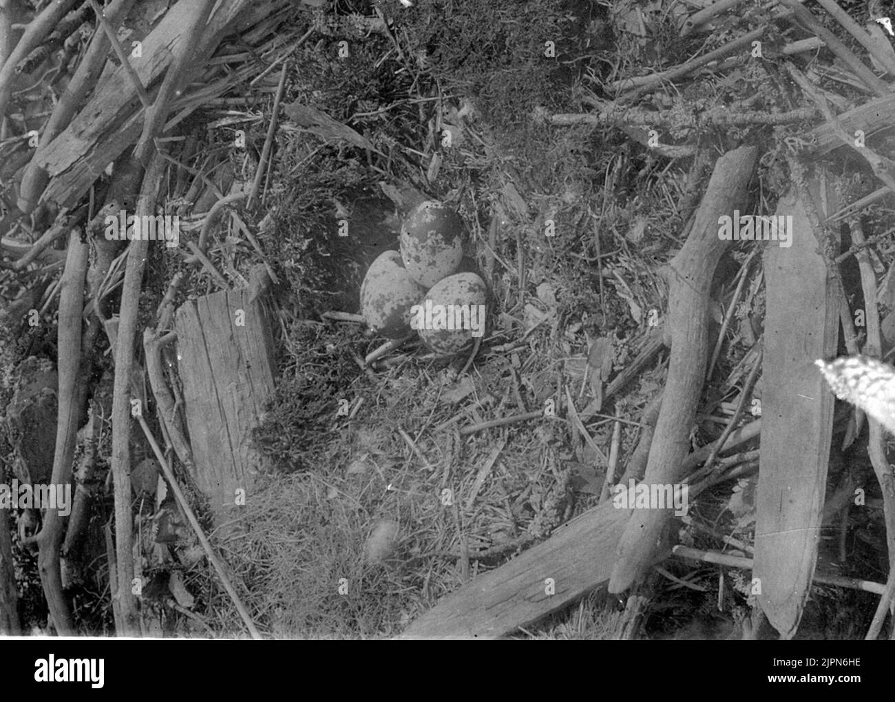 Stay by osprey (Pandion) in 1922 Bo av fiskgjuse (Pandion) 1922 Stock ...