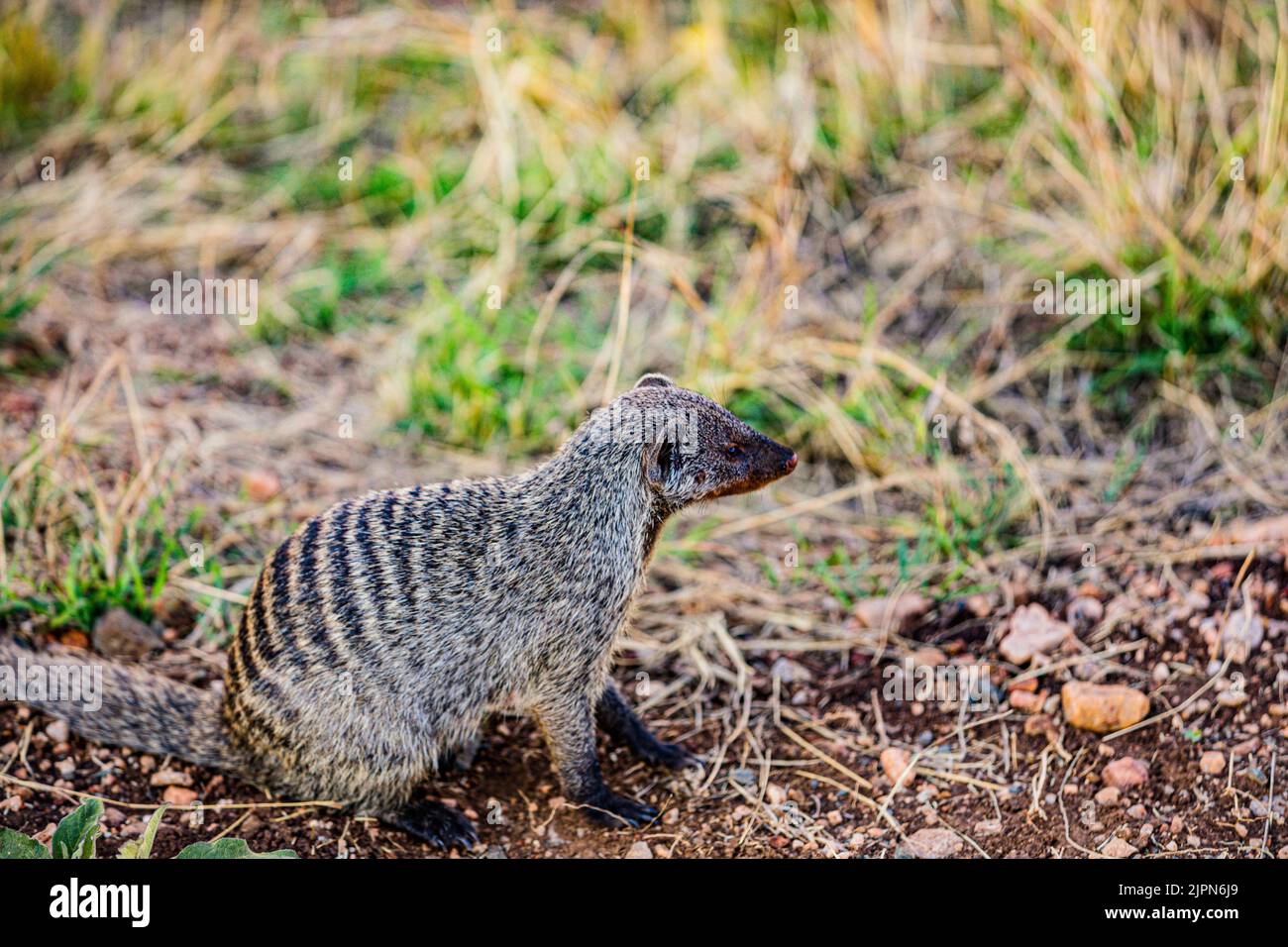 mongoose is a small terrestrial carnivorous mammal belonging to the ...