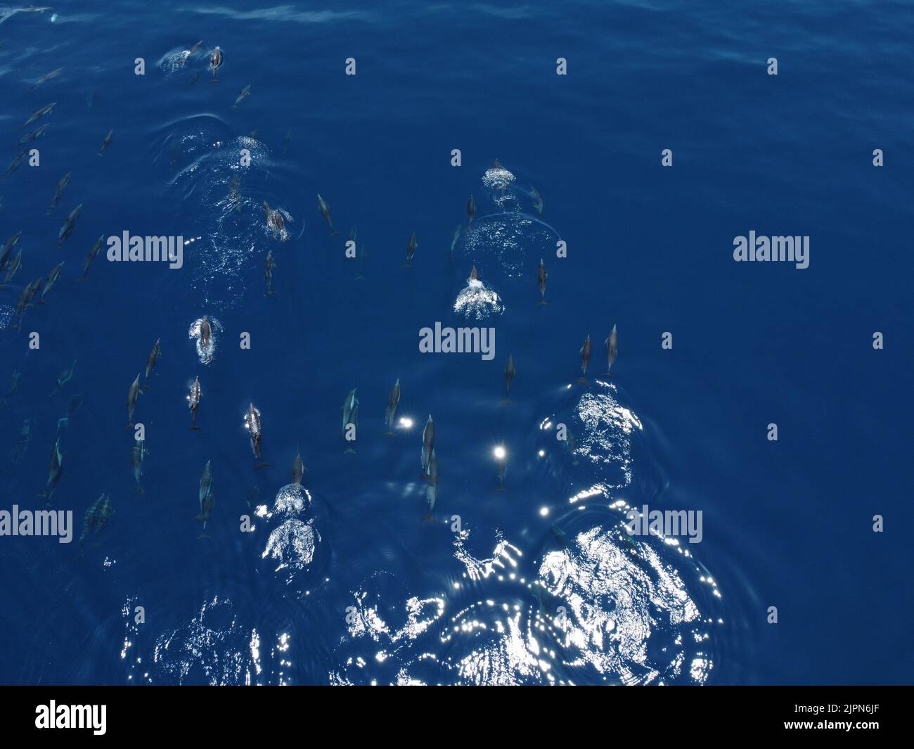 Super Dolphin Pod from the Sky - Drone Stock Photo - Alamy