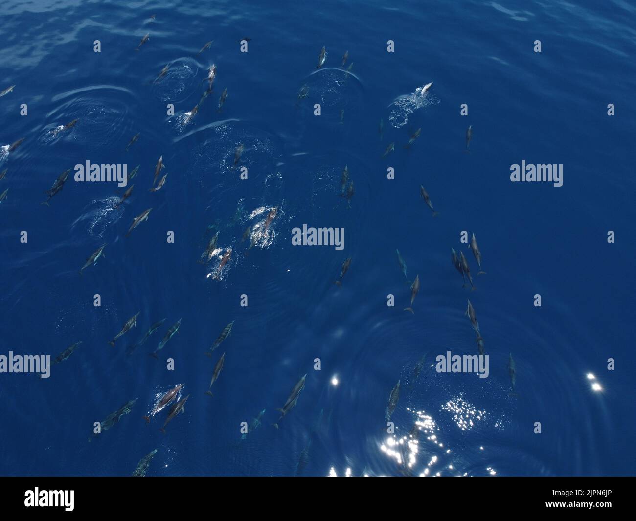 Super Dolphin Pod from the Sky - Drone Stock Photo - Alamy
