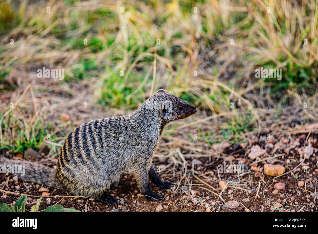 mongoose is a small terrestrial carnivorous mammal belonging to the ...