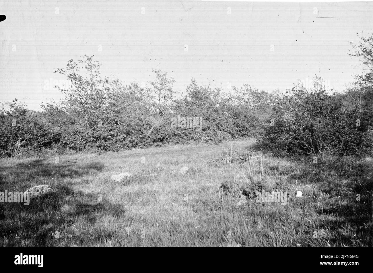 Ornithology sylvia Black and White Stock Photos & Images - Alamy