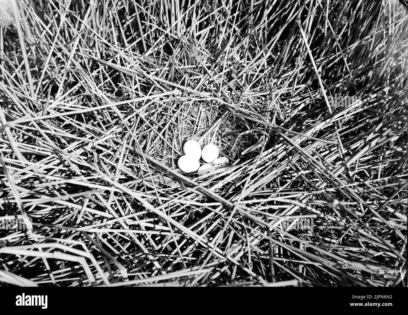 Brown marsh, circus ae. Aeruginosus. Stay of Brown Kärrhök, c ...