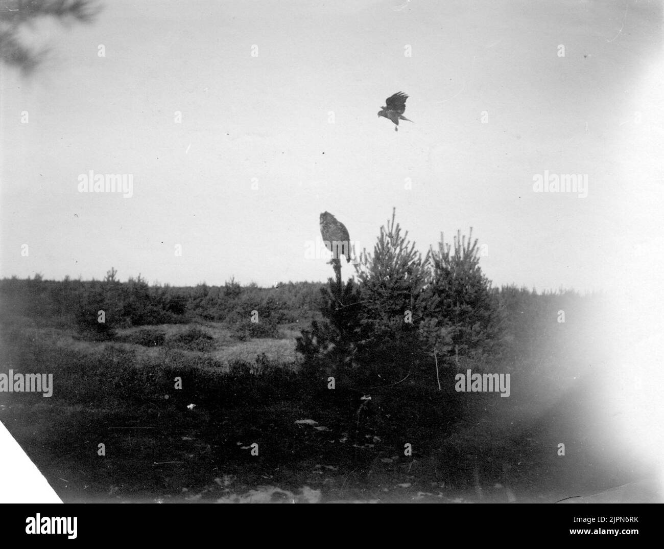 Buto buto Black and White Stock Photos & Images - Alamy