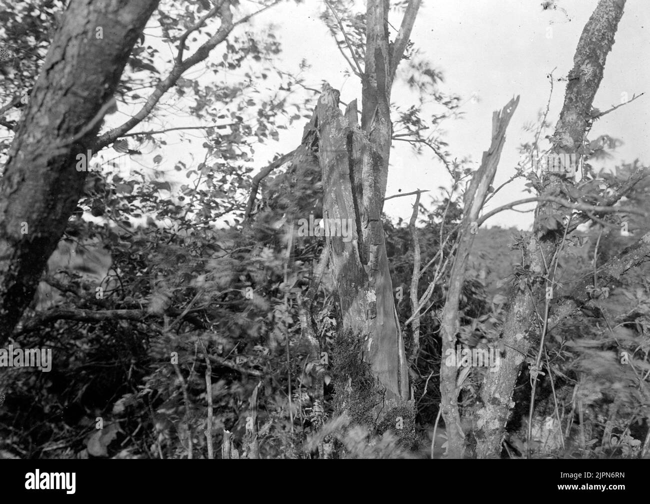 Observations birds Black and White Stock Photos & Images - Alamy