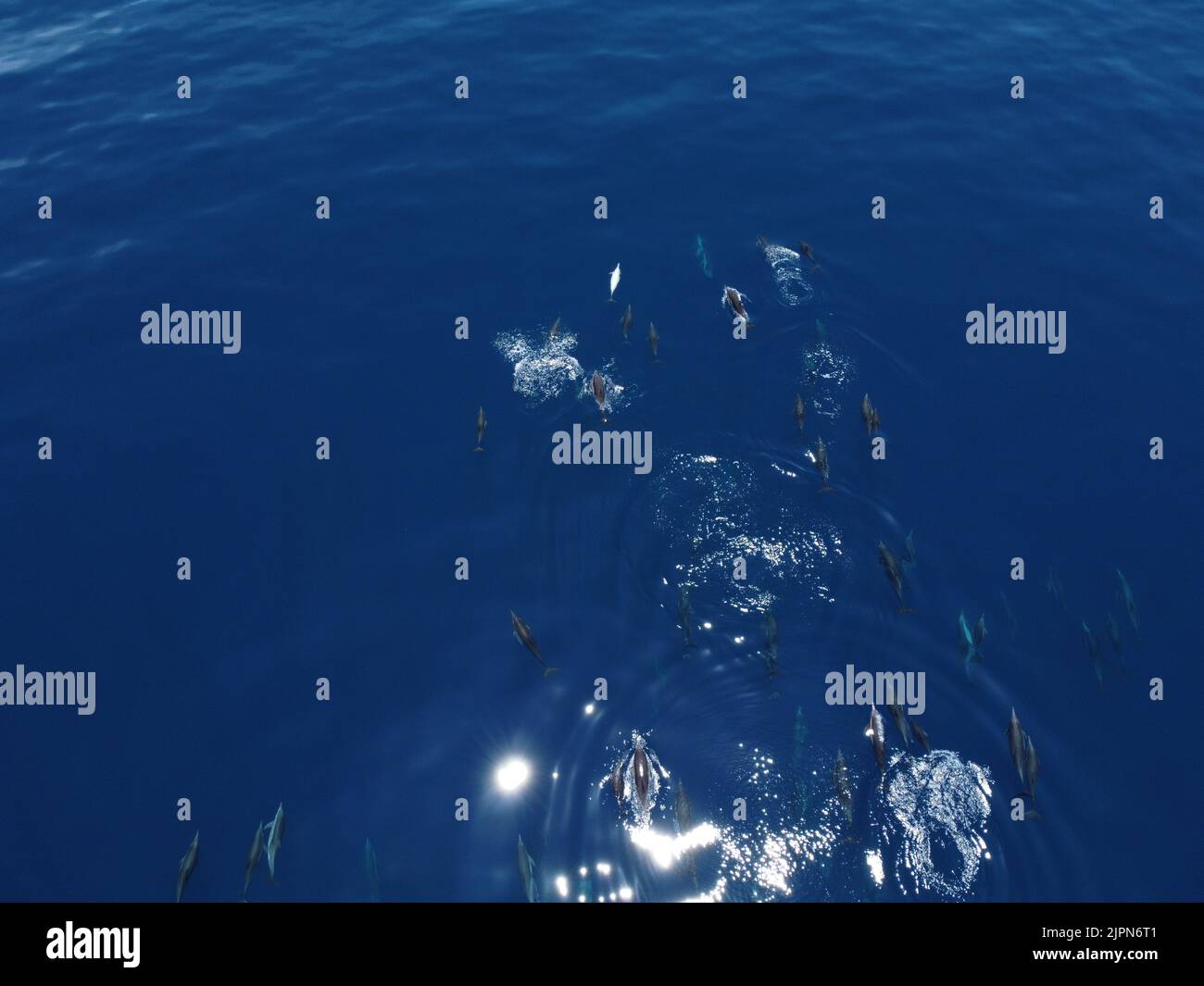 Aerial view of dolphin hi-res stock photography and images - Alamy