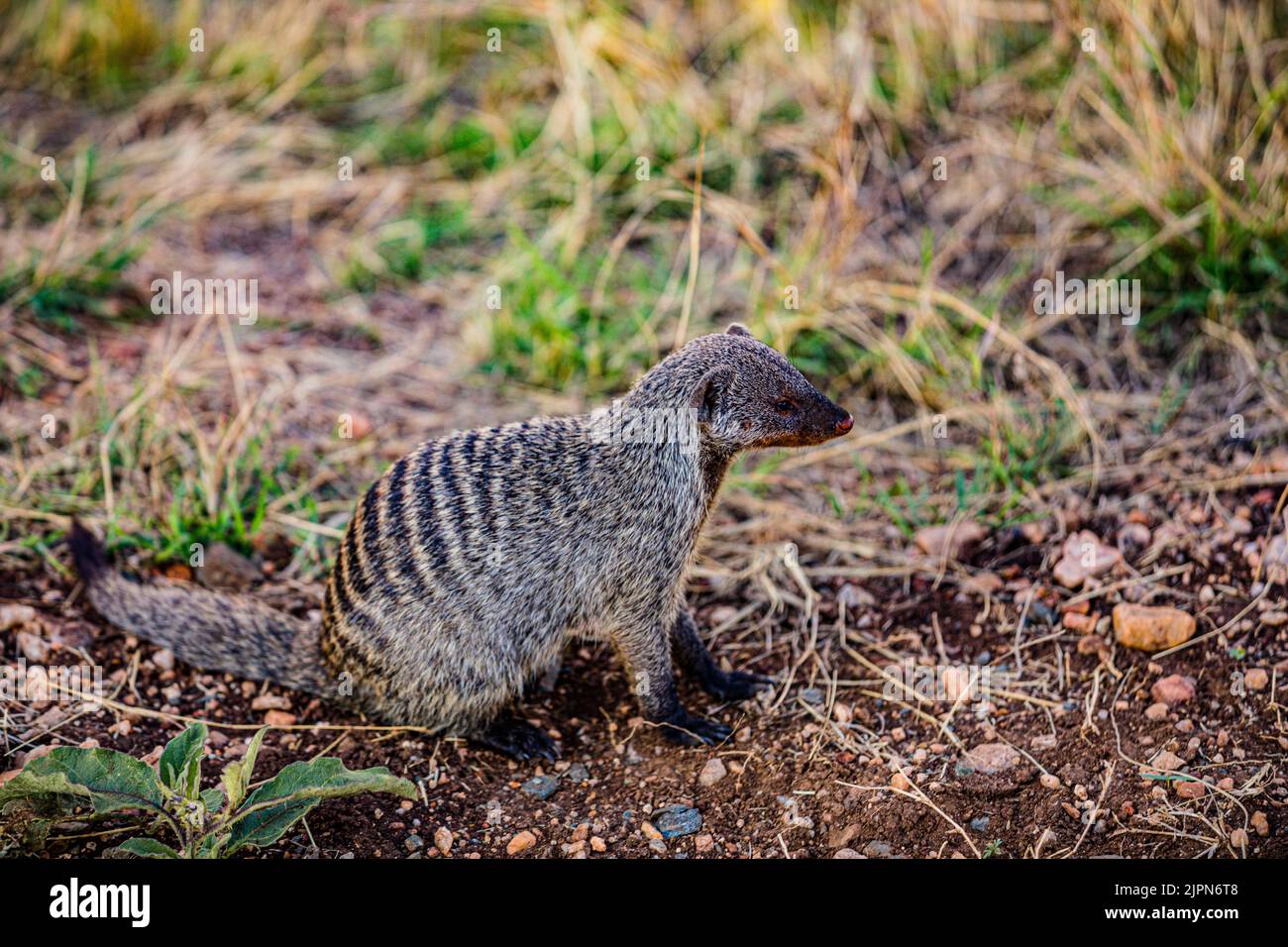 mongoose is a small terrestrial carnivorous mammal belonging to the ...