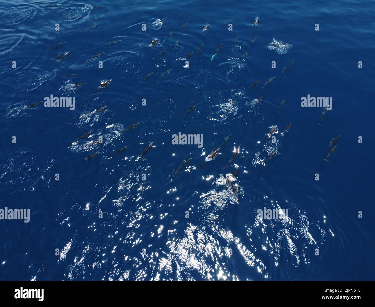 Super Dolphin Pod from the Sky - Drone Stock Photo - Alamy