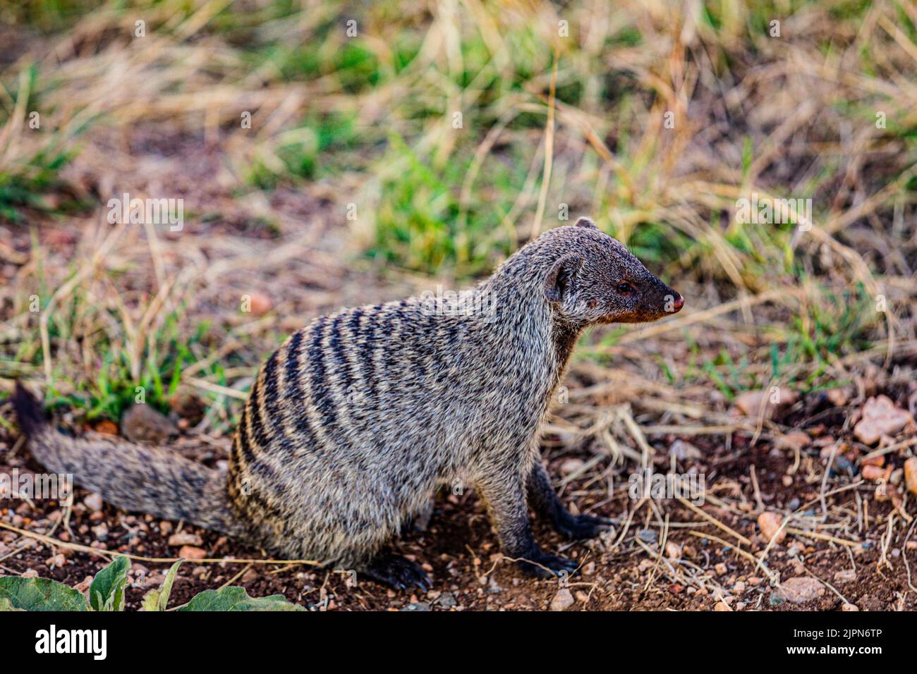 mongoose is a small terrestrial carnivorous mammal belonging to the ...